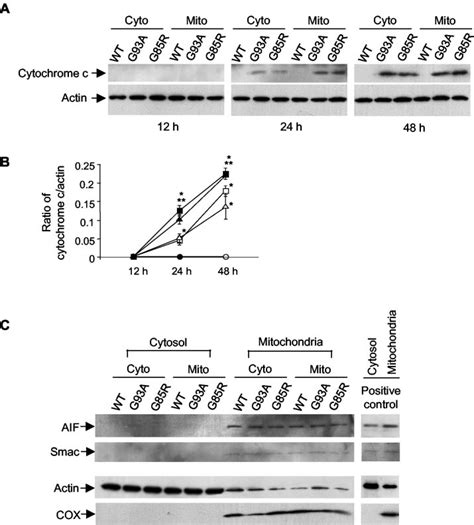 Western Blot Analysis Of Cytochrome C Aif And Smac A Time Course Of Download Scientific