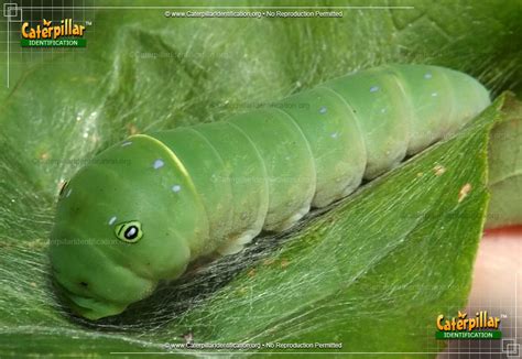Eastern Tiger Swallowtail Butterfly Caterpillar