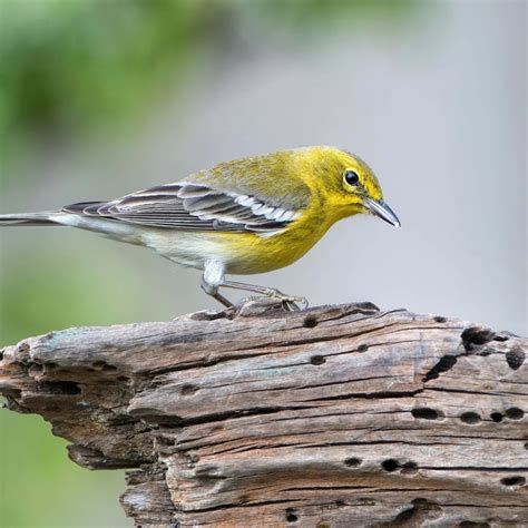 Pine Warbler American Bird Conservancy
