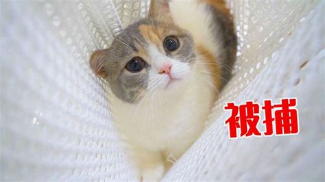主人自制抓猫陷阱，猫咪全部落网，猫：套路好深！搞笑萌宠好看视频