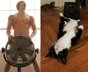 Sexy Guy Or Cat Who Does It Better PickChur Sexy Guy Or Cat Who Does It Better PickChur