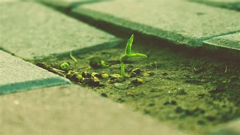 What Is Seeding Fully Explained Inside
