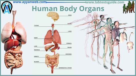 Human Body Organs And Parts Parts Of Human Body Lab Tests Guide