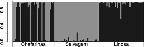 bayesian clustering of genotypes of individuals performed in structure
