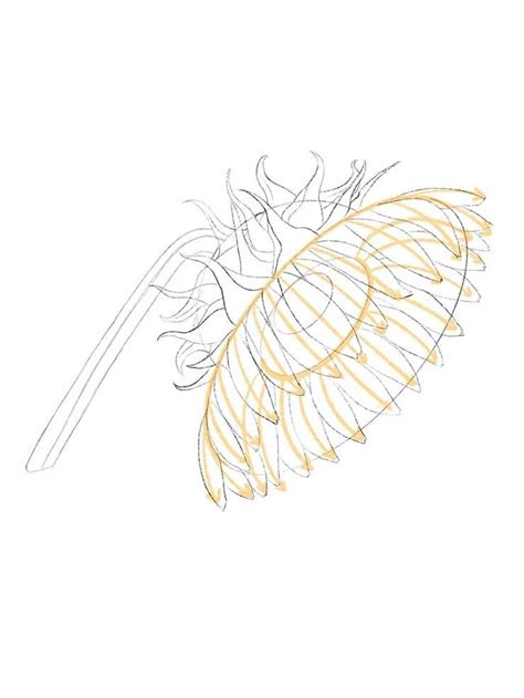 Learn To Draw A Sunflower In Procreate For Beginners Sunflower