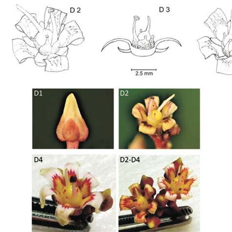 Manera Odorata D1 Flower Bud D2 Hermaphrodite Flower With Five