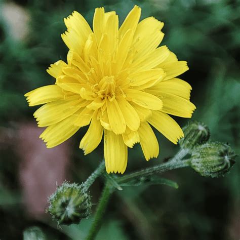 Small Dandelion R Macrophotography