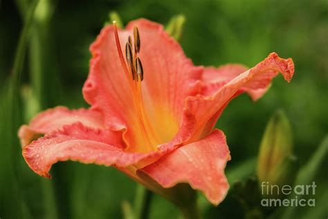 Peach Daylily Photograph By Michelle Wittmer Grabowski Pixels