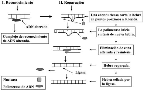 Biogerontología 2011 • Mc F 008 Capítulo 8 Daños En El Genoma Y El