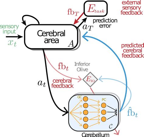Frontiers Cerebellar Contributions Across Behavioural Timescales A Review From The