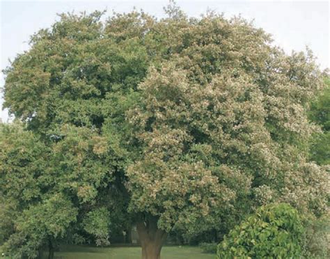 Ante La Sequía Opta Por Flora Nativa