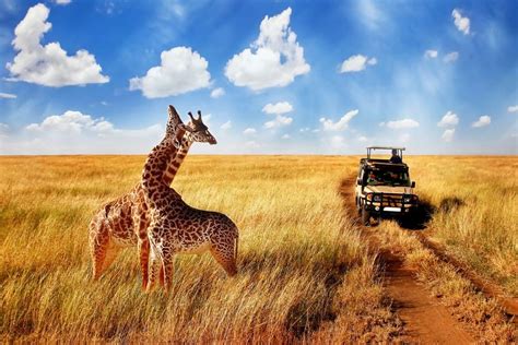 Tudo Que Você Precisa Saber Antes De Fazer Um Safári Na África