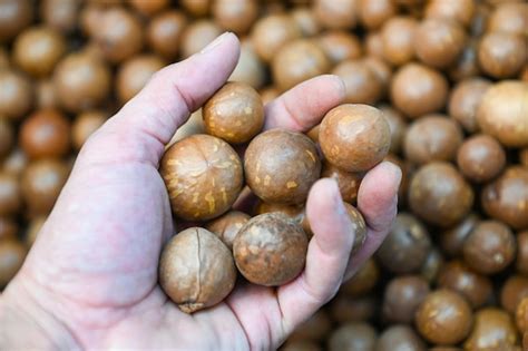 Premium Photo Macadamia Nuts On Hand Fresh Natural Shelled Raw Macadamia Nuts In A Full Frame