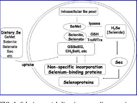 Selenium Compounds Inorganic Semantic Scholar