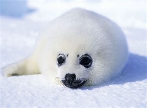 Harp Seal Pup Hunting