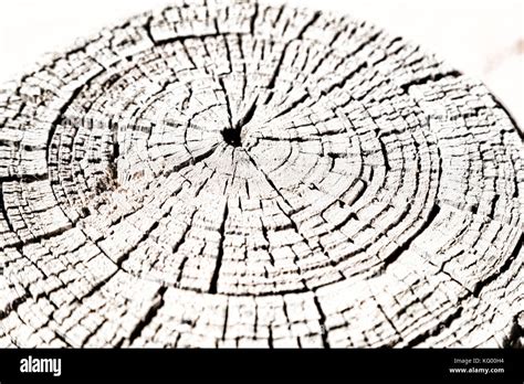 Abstract Texture Of A Surface Tree Like Background Grain Stock Photo Alamy