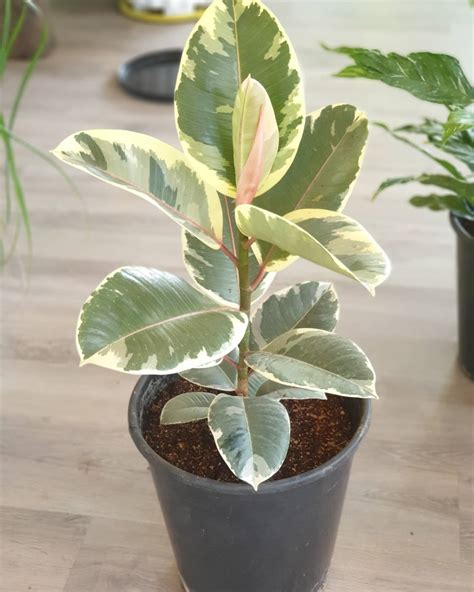 Variegated Collection Order Online Now Planty Kenya