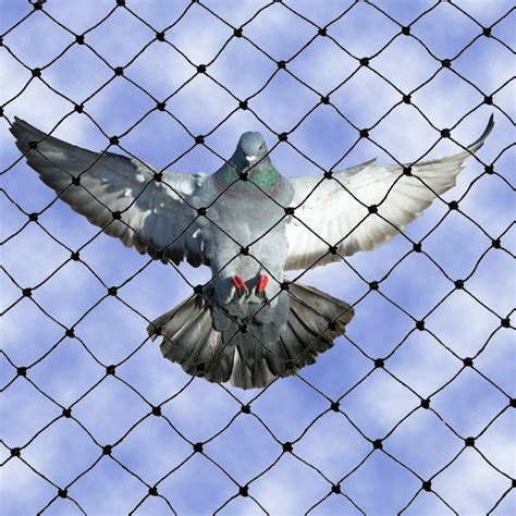 insect collecting net insect catching net latest price manufacturers