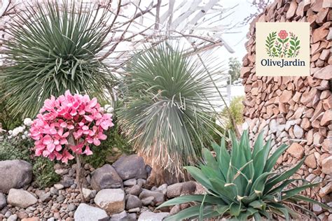 5 Green Sotol Seeds Dasylirion Acrotriche Ornamental Desert Plant