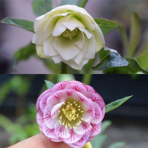 クリスマスローズ 苗 Ddデュメ系ホワイト×ddプリマヴェーラ ベイン 2本 メルカリ