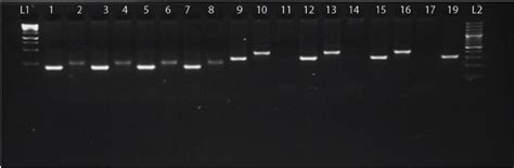 Alliinase Gene Amplification With Overlapping Primers Across The Gene