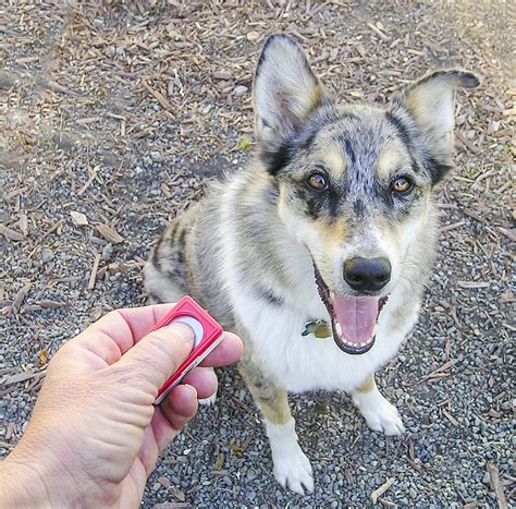 Reinforcement Definition Types Conditioned Reinforcement