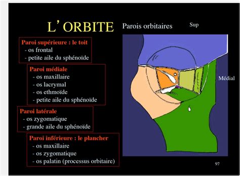 Toit et Plancher de l orbite UE Tête et cou Tutorat Associatif Toulousain