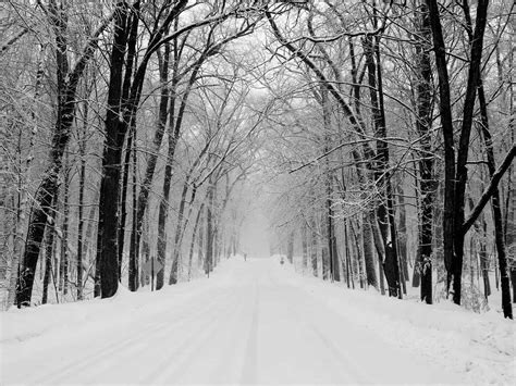 Black And White Forest Background At Daniel Oliver Blog