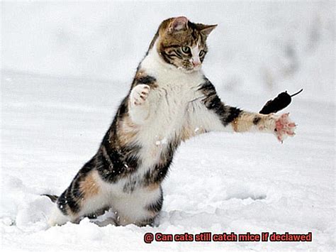 Can Cats Still Catch Mice If Declawed