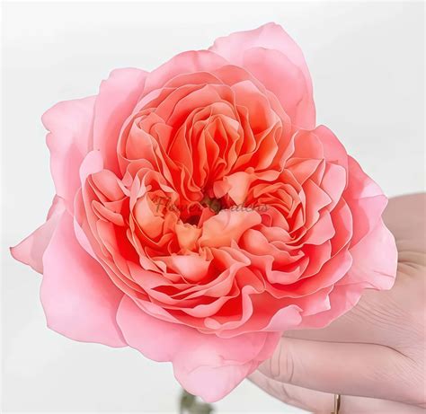 Dragonfly Rose Plantl蜻蜓飞龙在天