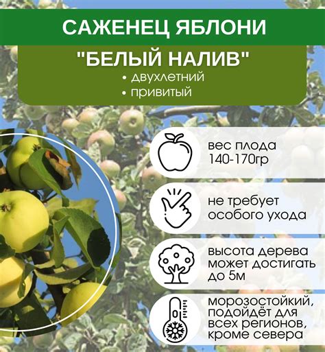 Купить саженцы Яблоня Белый Налив с доставкой! | Florali-Flor