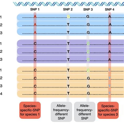 diagram of two categories of polymorphic sites snps 1 4 5 that are