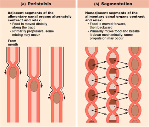 Peristalsis And Segmentation Contractions Medizzy