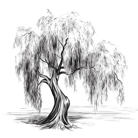 Premium Vector Hand Drawn Sketch Willow Tree Illustration