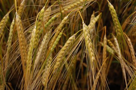 گندم و جو خوراکی و دامی Iran