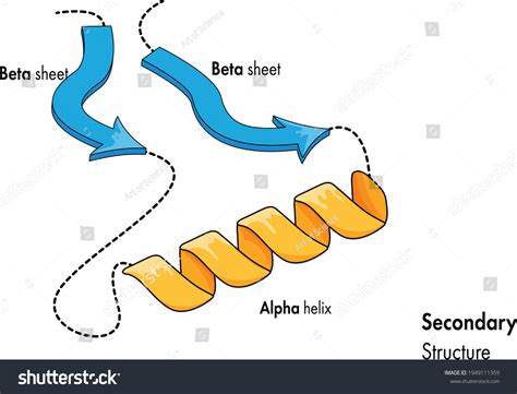 Secondary Structure Of Protein Alpha Helix