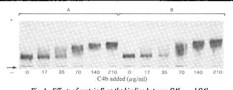 Figure 1 From Degradation Of Human Complement Component C4b In The