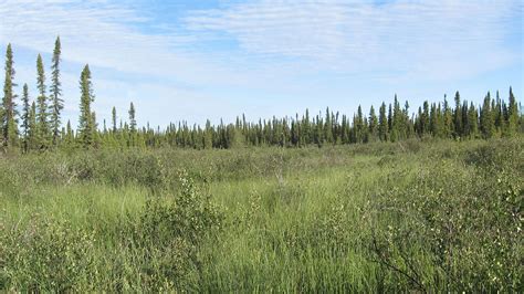 Industry Guidelines For Boreal Caribou Phase 1 Edi