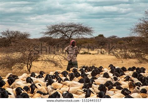 22 Kenyan Sheep Images Stock Photos Vectors Shutterstock