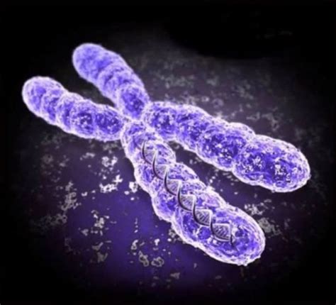 Biological Sex Is Not A Social Construct Rjordanpeterson Biological Sex Is Not A Social Construct Rjordanpeterson