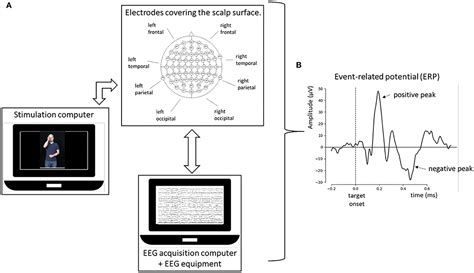 Frontiers The Contribution Of Event Related Potentials To The Understanding Of Sign Language