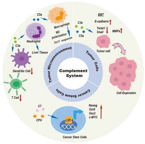 Complement System Overview The Interactions Of The Complement System