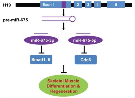 Long Non Coding RNAs As Emerging Regulators Of Differentiation Development And Disease