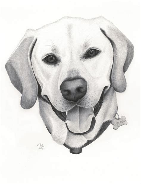 Yellow Lab Sketch At PaintingValley Com Explore Collection Of Yellow Lab Sketch