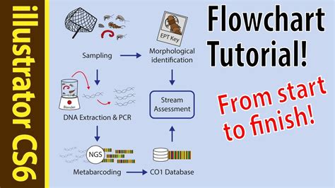 Process Flow Diagram Adobe Illustrator Flow Illustration Pro