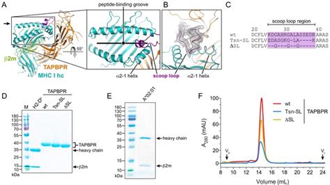 Figures And Data In A Loop Structure Allows Tapbpr To Exert Its Dual