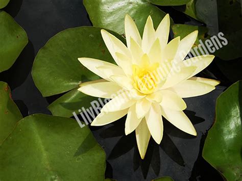 Yellow Water Lilies
