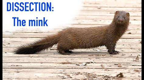 Mink Dissection