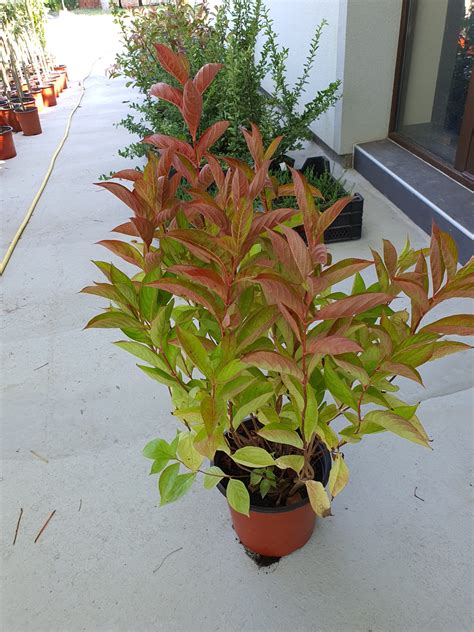 Weigela florida „Wings of Fire“ – Vajgela, vajgelija „Wings of Fire ...