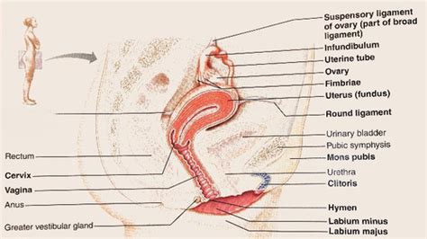 Female Reproductive Organs Sagittal Section Chapter 14. Female